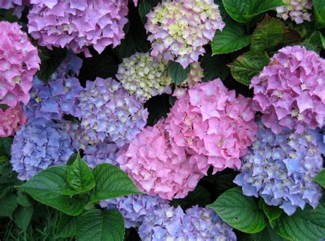 Hortenzija Hydrangea Sibilla Sadnice