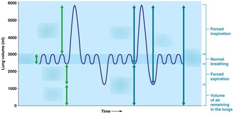Spirometer Graph Explained At Santiago Vanmatre Blog