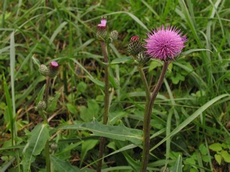 ノハラアザミはじっこ草花ノート