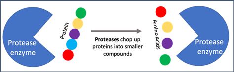 What Do Enzymes In Pineapple Juice Do To Milk Lesson Plan
