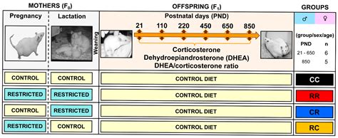 Developmental Programming Aging Interactions Have Sex Specific And Developmental Stage Of