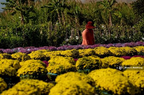 ចូលឆ្នាំចិន៖ អាជីវករ ចាប់ផ្ដើមលក់ដើមក្រូច ដើមអង្គាសីល និងផ្កាដង្គុប