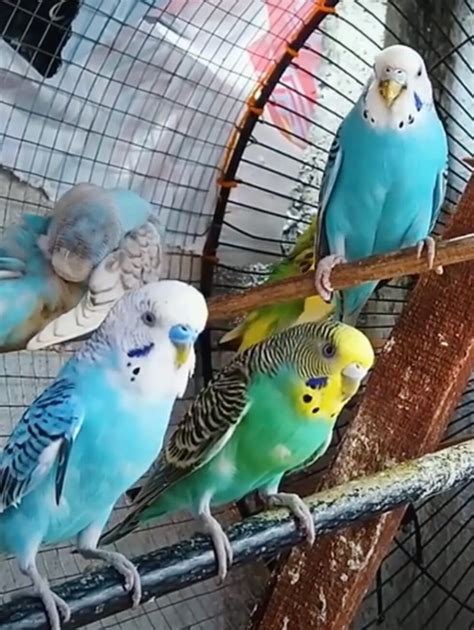 Parakeet Color Varieties Explore Parakeet Colors Parakeet Hues