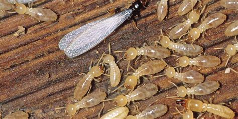 Termites Vs Harvester Ants Learn The Difference Between These Insects