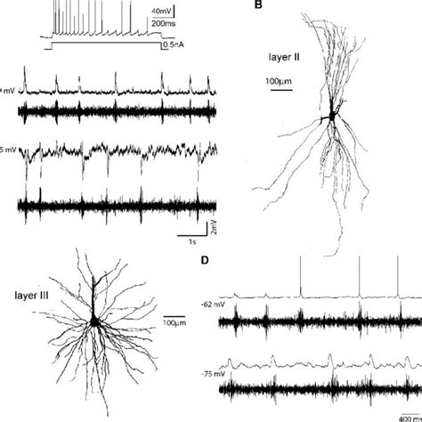 Oscillatory Activity In The Piriform Cortex A Nissl Stained