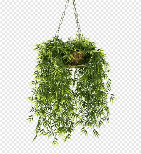 녹색 식물 화분 관엽 식물 교수형 바구니 화분 사진 잔디 Png Pngegg