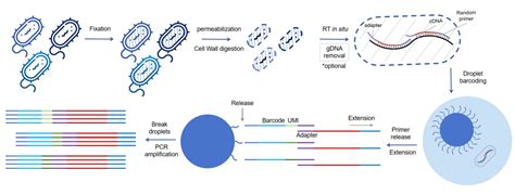 实测千例里程碑达成！ M20高通量单细菌rna测序技术性能、数据全方位领跑 知乎