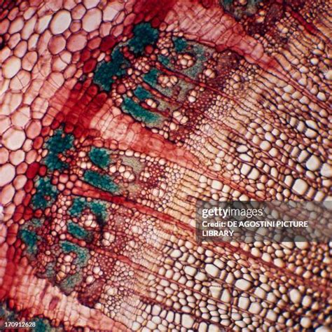 Dicot Stem Cross Section Photos And Premium High Res Pictures Getty