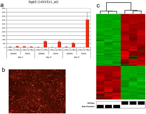 Itgb3 Signaling Mediates The Effects Of Bone Substrate On Download