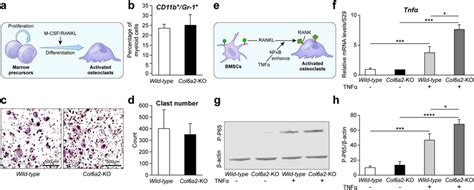 a model showing the relationship between bone marrow cell precursors