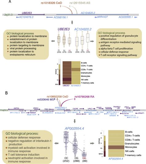 Examples Of Long Non Coding RNAs As Candidate Causal Genes For AIDs Download Scientific