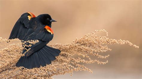 Red Winged Blackbird Audubon Field Guide