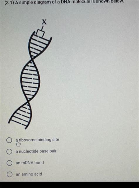 [answered] 3 1 A Simple Diagram Of A Dna Molecule Is Shown Below X O Kunduz
