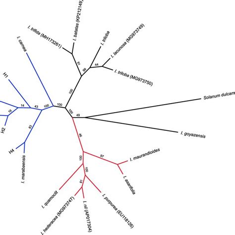 Phylogenetic Relationships Among Ipomoea Species Unrooted Ml