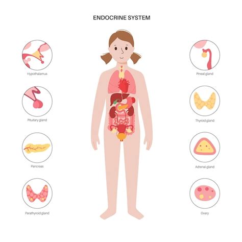 Sistema Endócrino Humano Vetor Premium