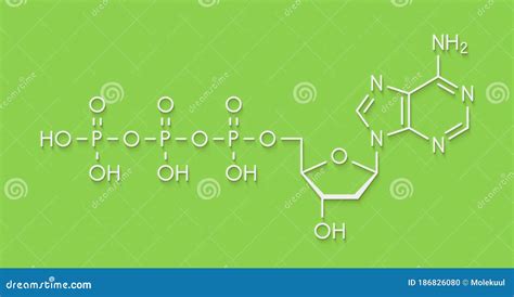 Deoxyadenosine Monophosphate Damp Nucleotide Molecule Dna Building Block Skeletal Formula