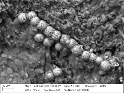 Woosters Fossils Of The Week Encrusting Cyanobacteria From The Upper