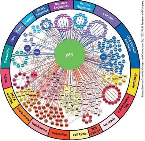 Multiple Roles Of P53 Genes Asiyeh Moshtaghi