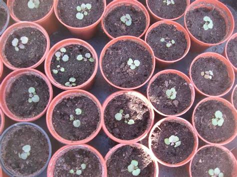 بذر گل برگ پنجه ای بنفش دمبرگ