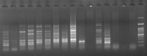 Agarose Gel Electrophoresis Of A Ssr Pcr Reaction For Primer Ct 14 Download Scientific Diagram