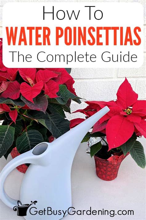 Poinsettia Watering Guide When How Often And How Much