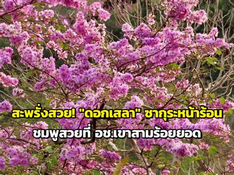 สะพรั่งสวย ดอกเสลา ซากุระหน้าร้อนเมืองไทย ชมพูสวยที่ อช เขาสามร้อยยอด