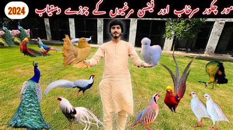 Pecock Choker Titer And Fancy Hen Chikes Farm Green Java Peacock 🦚 Youtube