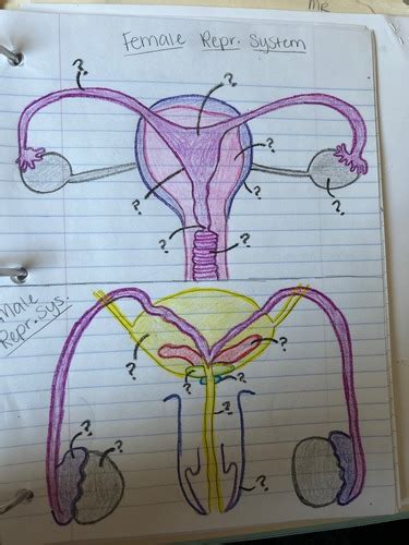 Reproductive System Flashcards Quizlet