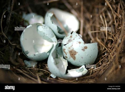 Vogel S Nest Eggs Broken Nest Gelege Bird S Eggs Greenish