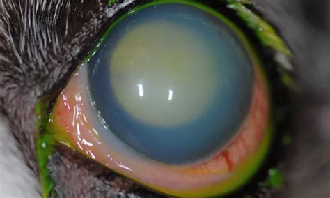 Anterior Uveitis Cat Uveitis