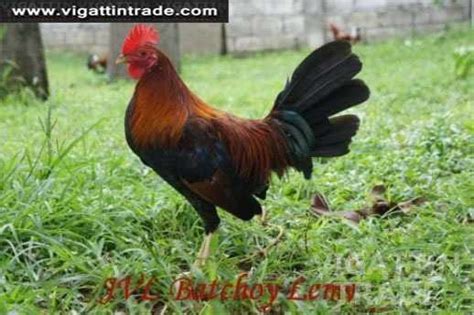 Fighting Pair Of Jvl Lemon Batchoy Barako Vigattin Trade