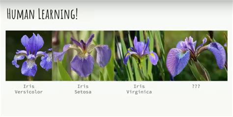 Iris Species Classification Using Auto Ml Pycaret Analytics Vidhya