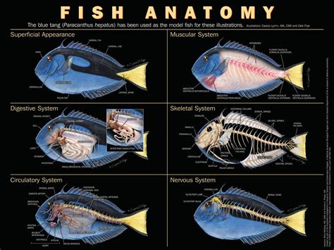 Pin Di Fish
