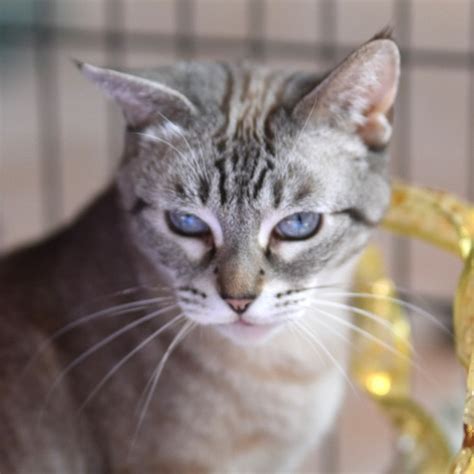 Deneb Adopt Cat Medium