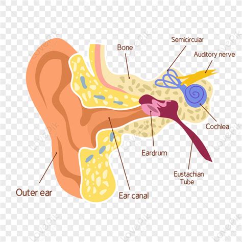 Cartoon Of Medical Anatomy Of Human Ear Graphic Ear Cartoon Clipart