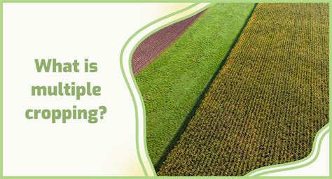 What Is Multiple Cropping 🌿🌻