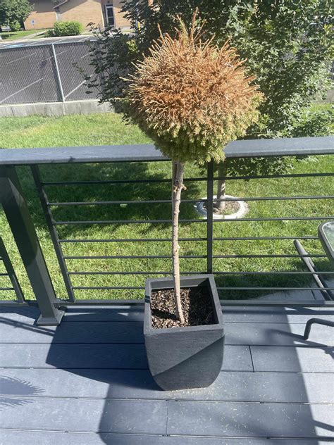 Help Me Not Kill My Tree Gardening Landscaping Stack Exchange