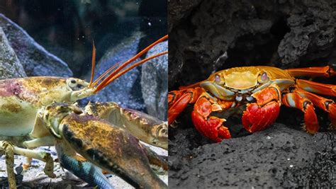 Lobster Vs Crab Main Differences Ocean Info