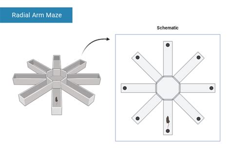 Radial Arm Maze Biorender Science Templates