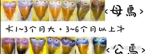 四种常见方法：帮你三秒分辨虎皮鹦鹉公母 原来这么简单值得收藏 知乎