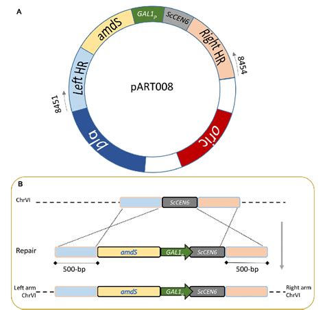 Saccharomyces Pastorianus Semantic Scholar
