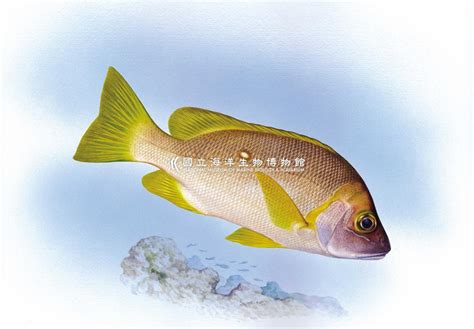 白星笛鯛 OceanTag 學習網