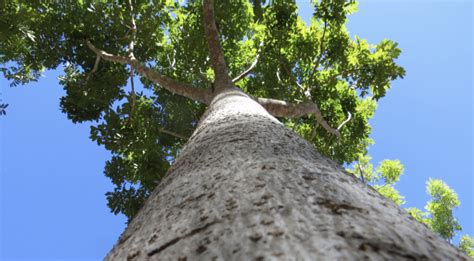 African Mahogany Tree