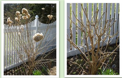 Pruning Hydrangea Dead Wood At Sarah Alanson Blog