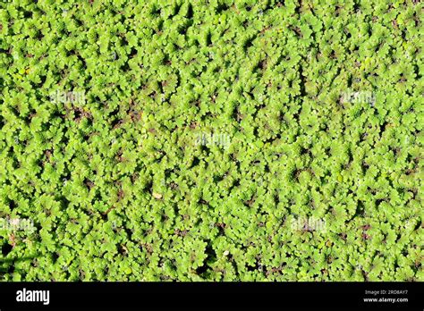 Water Fern Azolla Filiculoides Is A Floating Aquatic Fern Native To Tropical Regions Of The