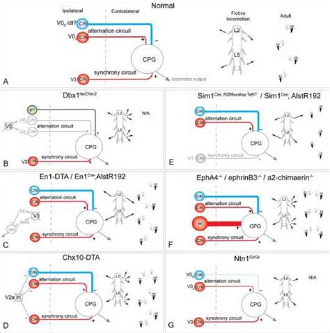 Cins Related Leftright Coordinating Circuits In The Rodent Cpg Based Download Scientific