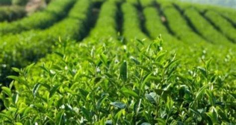 სოფელო ჩემო სოფელო სოფლის მეურნეობა