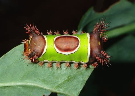 Bug O The Week Saddleback Caterpillar A Snowbird Special