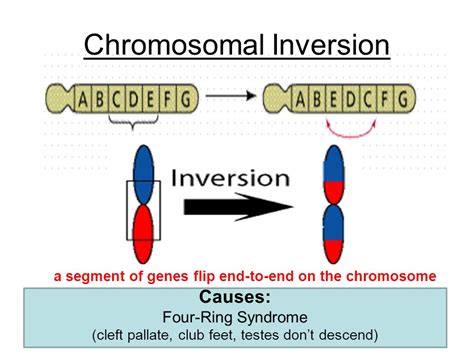 Inversion Mutation Diseases