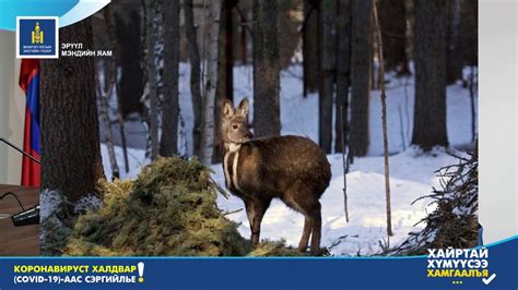 Амьсгалын замын халдварт өвчнөөс уламжлалт аргаар урьдчилан сэргийлэх